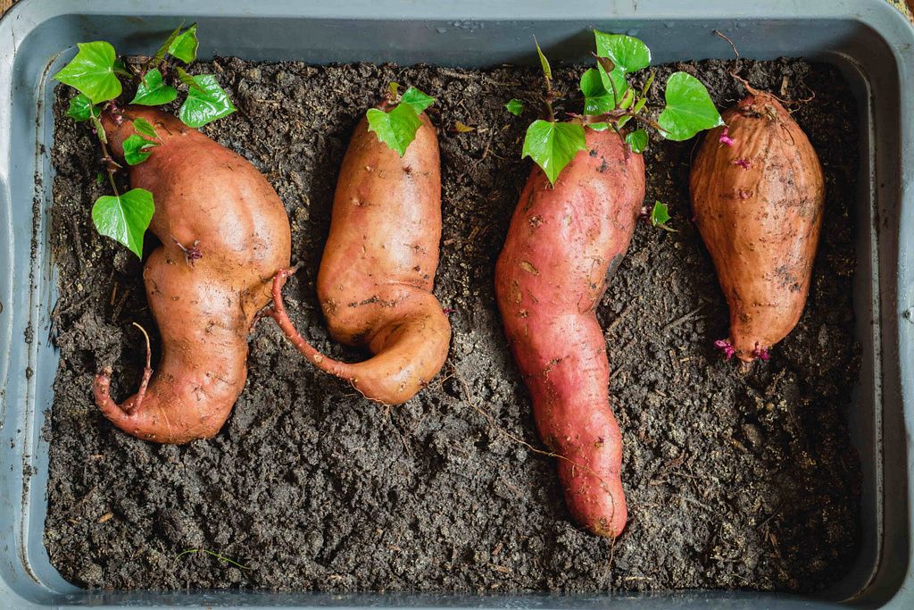 Trade - North Carolina Sweetpotatoes